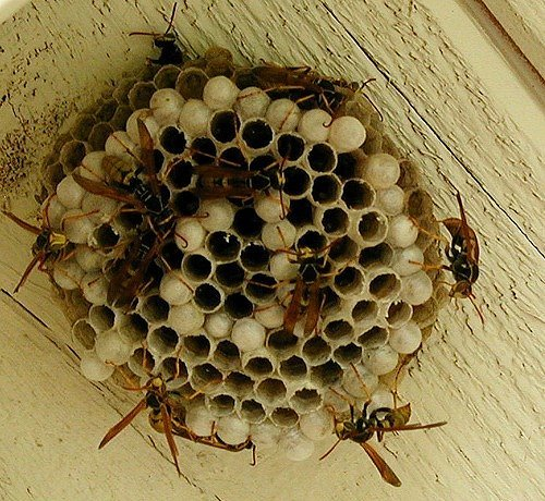 The Rainforest Wasp