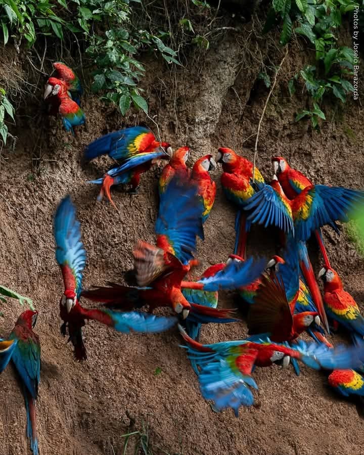 Peru Trips Amazon Wildlife 7 days