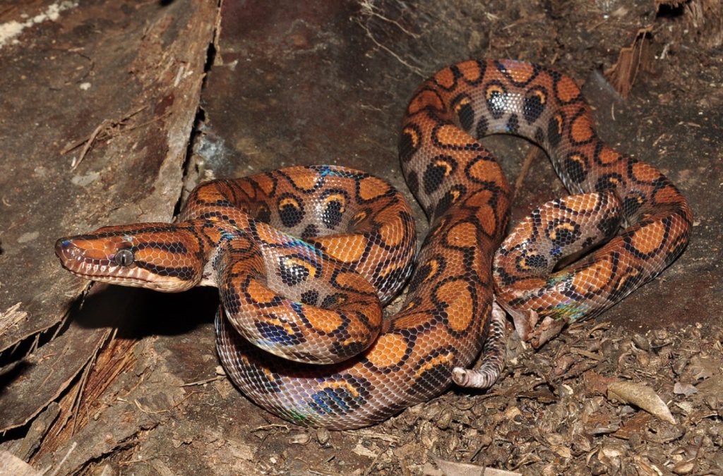 Amazon Travel - Manu Park Divided Three Zones — Manu Jungle Trips