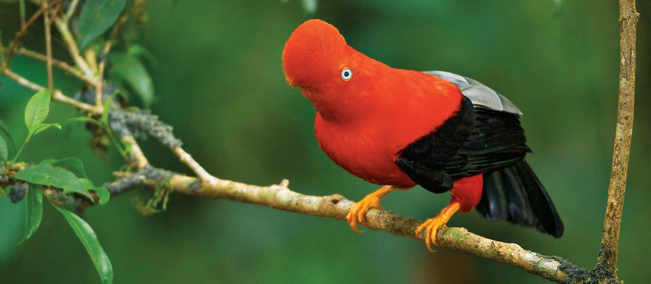 Cock of the Rock - National Bird of Peru Wild Travel