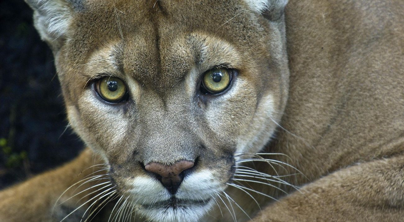 Exploring Puma Amazon Habitat