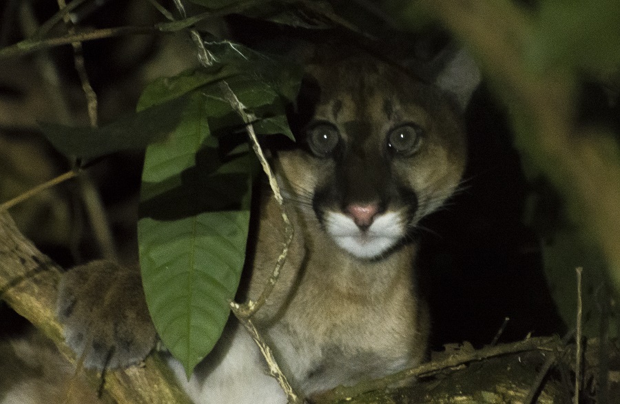 Exploring Puma Amazon Habitat — Manu Jungle Trips