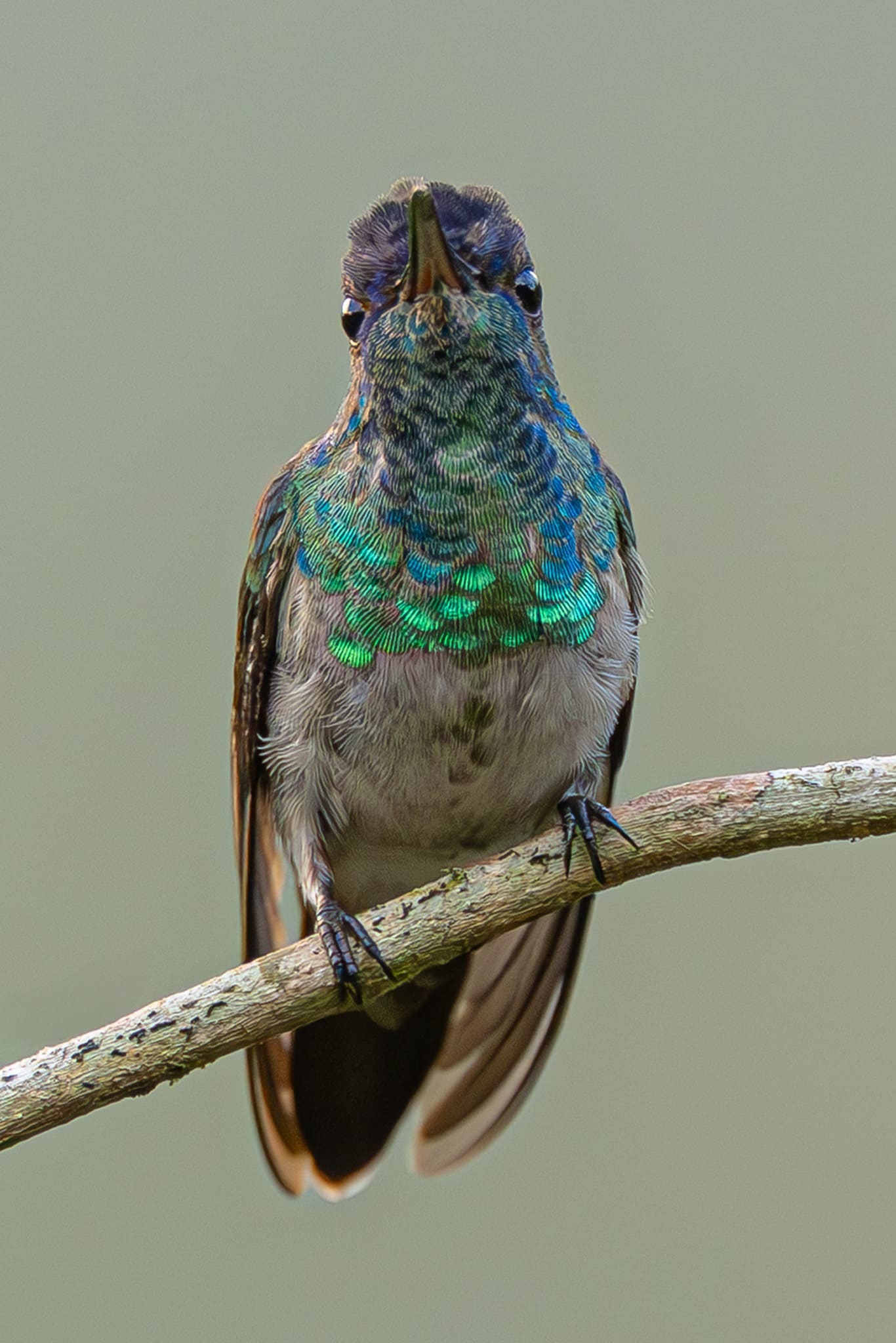 Jungle Trips Observacion Aves 4 dias